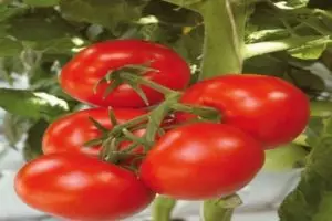 Mô tả về sự đa dạng của Tomato Harlequin F1, kỹ thuật nông nghiệp của nó