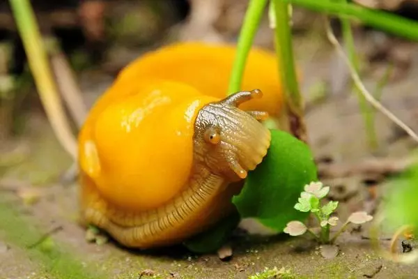 Snail a kan farauta