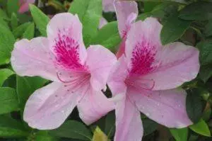 Iwu maka itolite ma na-elekọta Rhododendron n'ụlọ