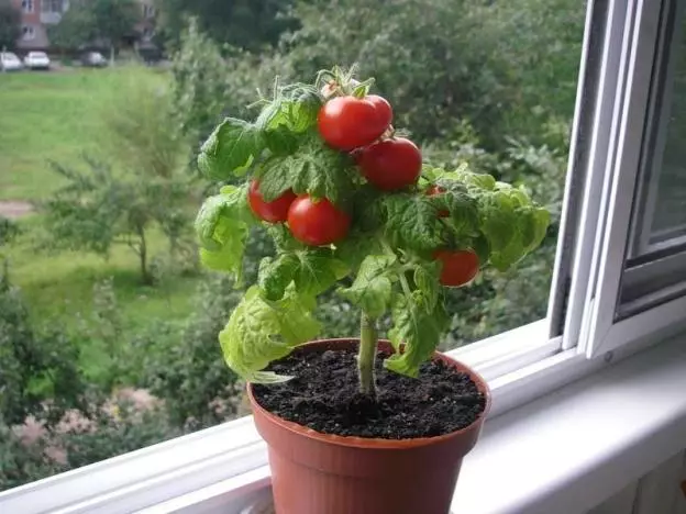 گوجه فرنگی در پنجره