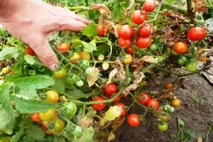番茄王子博尔格的各种描述，增长和产量的特征