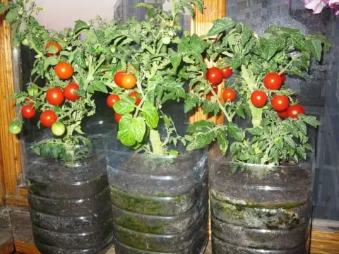 Balkonda pomidor