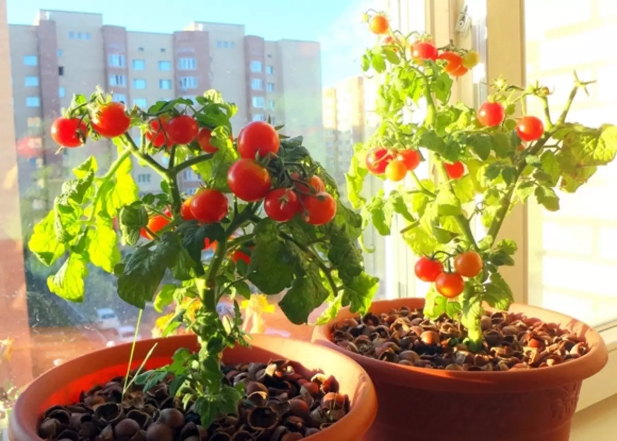 Wiśniowe pomidory na balkonie