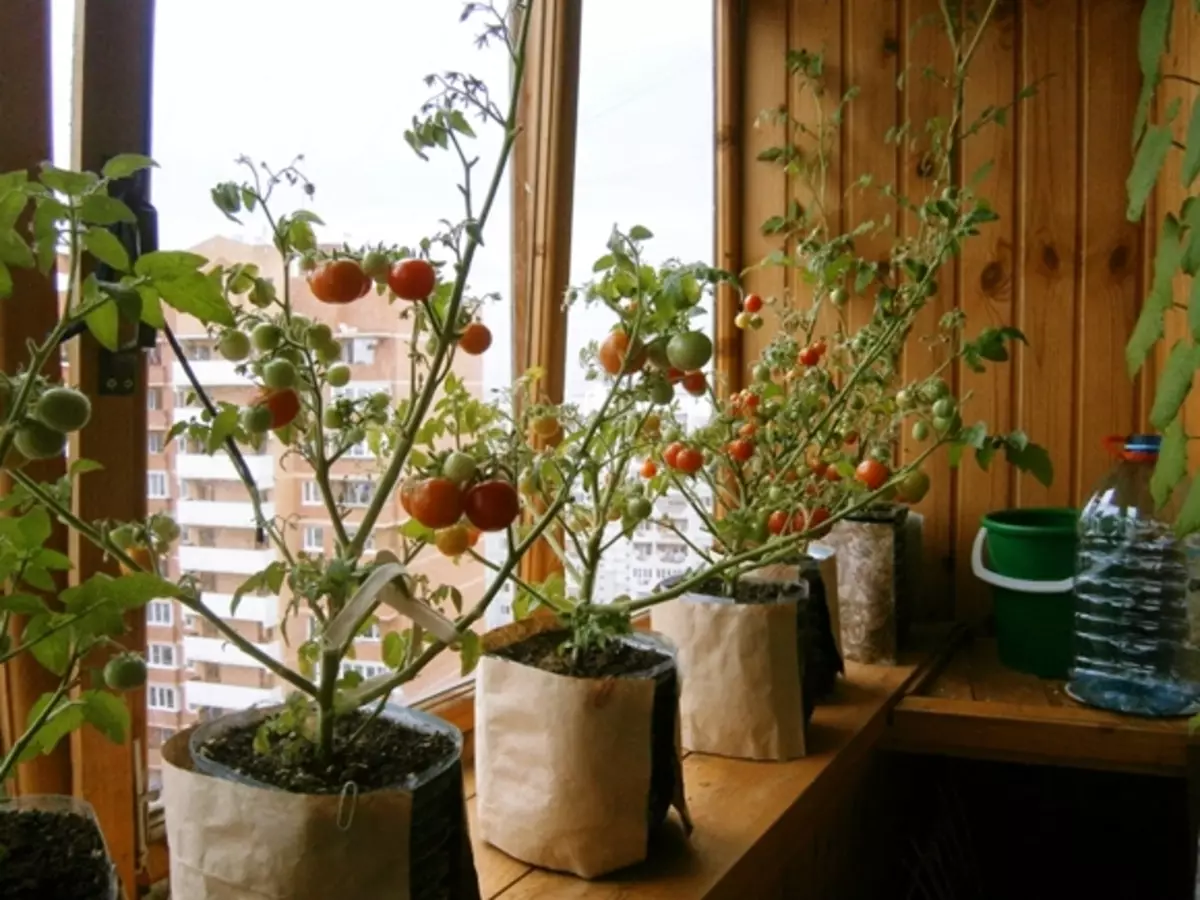 Tomater vokser på vinduskarmen