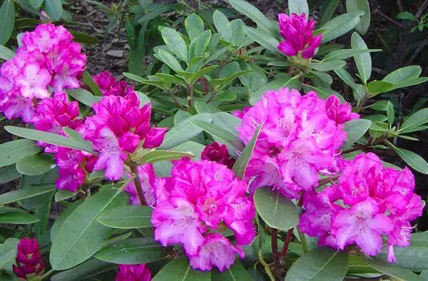 Rhododendron Hellica.