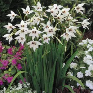 Deskripsi lan jinis saka gladiolus utawa asidan sing wangi, aturan landing lan aturan