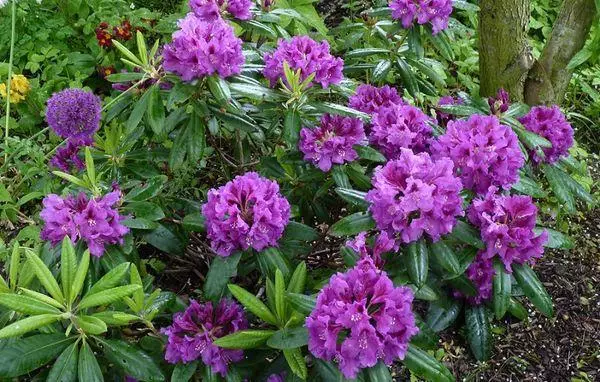 Gullar RododendRons