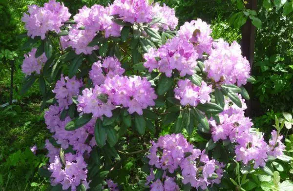 Kwita kuri Rhododendrones