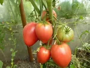Njirimara na nkọwa nke mkpụrụ osisi tomato, mkpụrụ ya na ịkọ ya