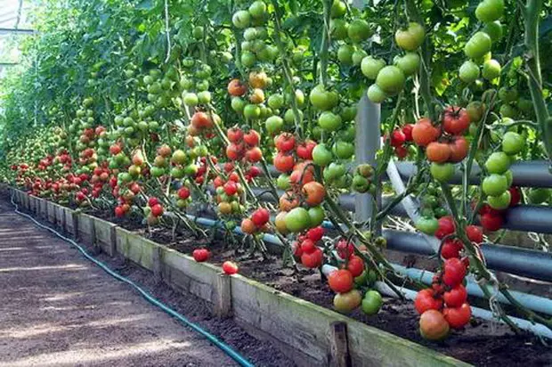گوجه فرنگی های تنوع