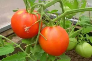 Priskribo de la vario Tomato Push kaj ĝiaj karakterizaĵoj