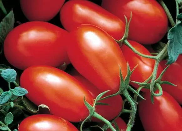Espécies de tomates.