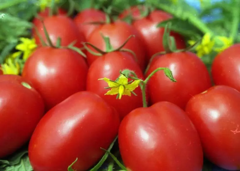 Hufen Tomatos
