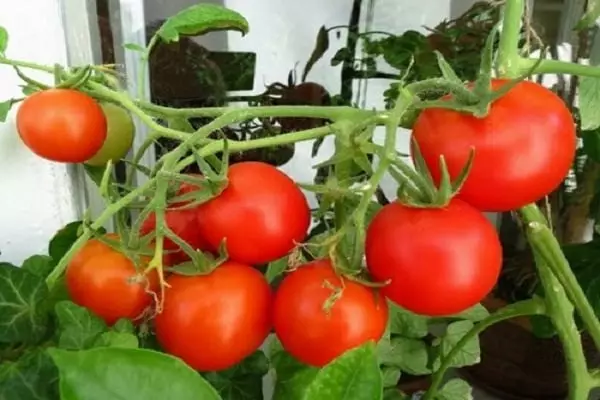 Tomato Scarlet