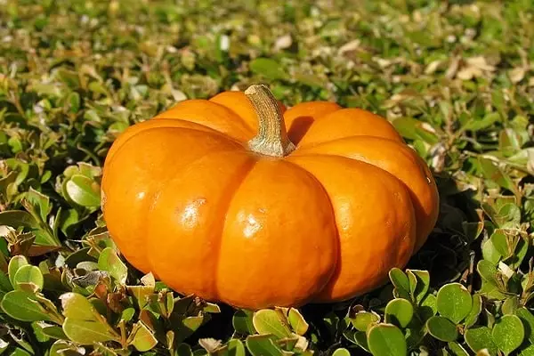 Honey pumpkin: species, description and characteristics of varieties with photos