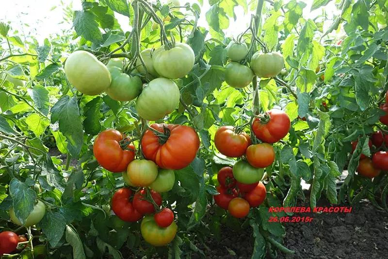 Mga Tomato gikan sa IsaTatina
