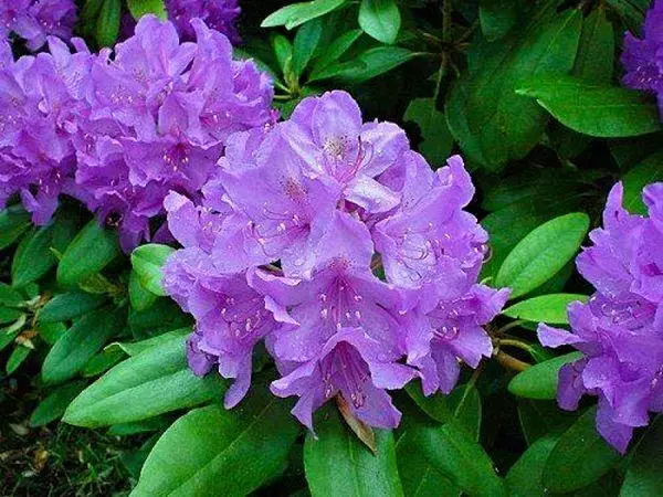Rhododendron: 70 speiceas agus cineálacha le tuairiscí agus gnéithe, léirmheasanna le grianghraif