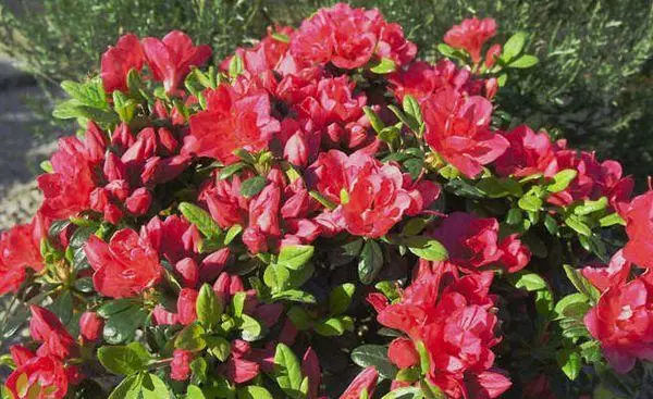 Rhododendron ruam