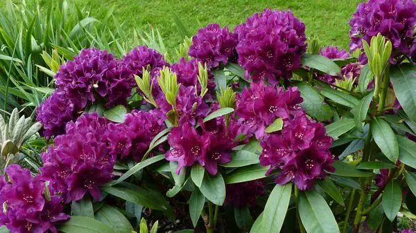 Rhododendron Hybrid.