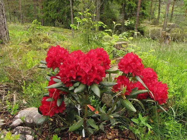 Rhododendron Buzuki.
