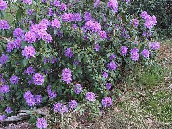 Rhododendron Pontic.