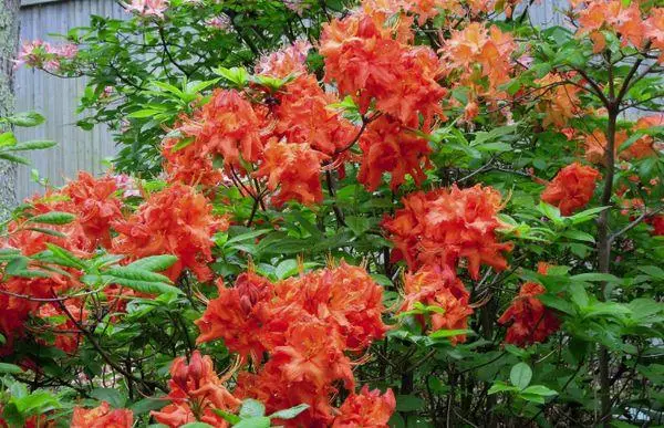 Salmon rhododendron