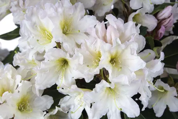 Rhododendron valge