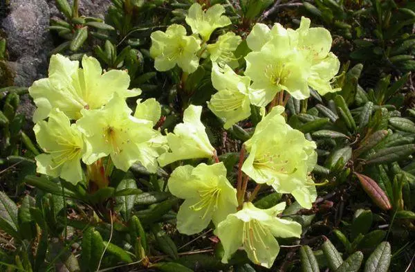 সোনালী Rhododendron.