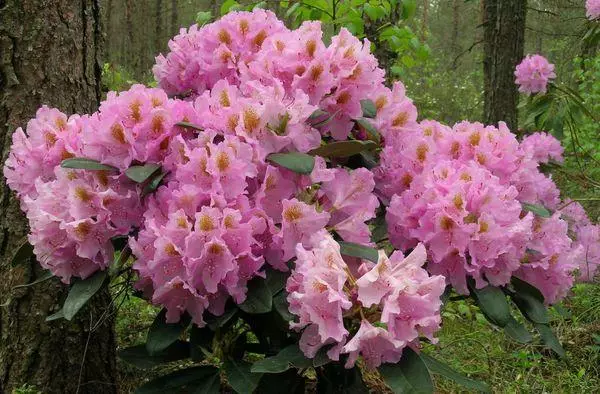 Rododendro Lita.