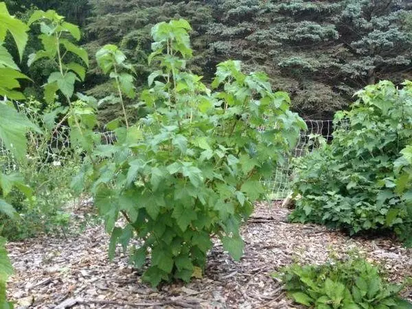 Currant on the site