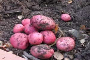 Descripción de las papas de patata, las peculiaridades de cultivo y rendimiento.
