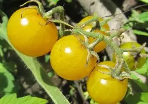 Përshkrimi i shumëllojshmërisë së dasave të domates dhe karakteristikave të tij