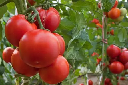 Intuisi tomat di taman