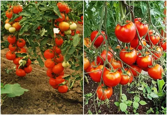 Izgled intuicije rajčice