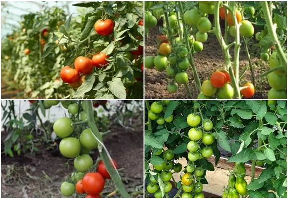 Varietas intuisi tomat