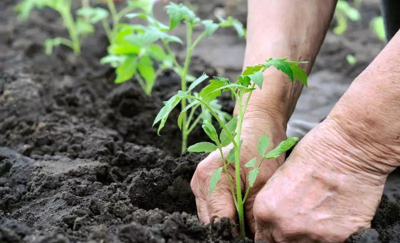 Zorg voor tomaten