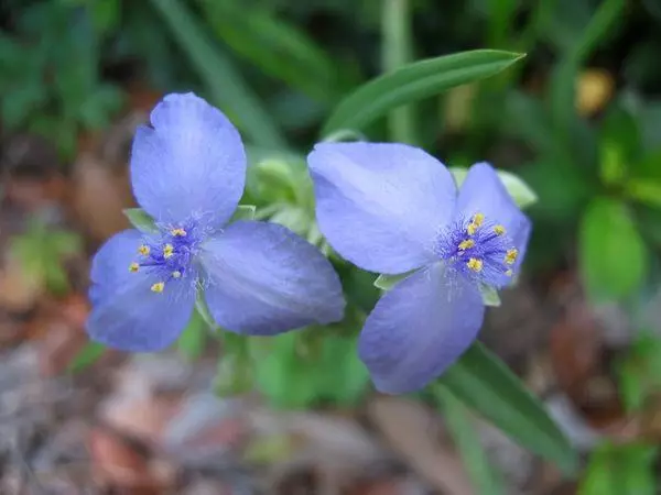 FLORES DE TRADESTICE.