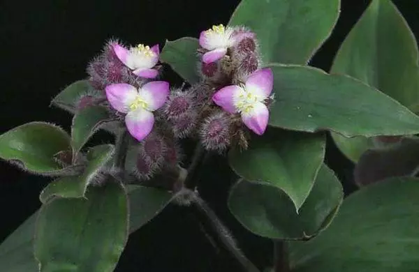 Tradessska blossfelda