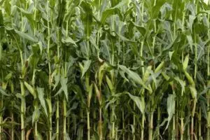 玉米在俄罗斯和世界的地区正在更好地增长并种植和成长