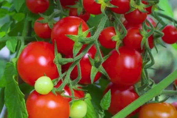 Tomato cultivation