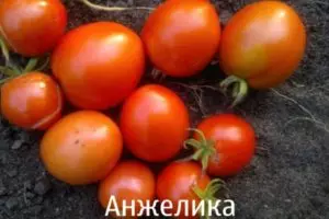 Περιγραφή της ποικιλίας των χαρακτηριστικών της ντομάτας Angelica