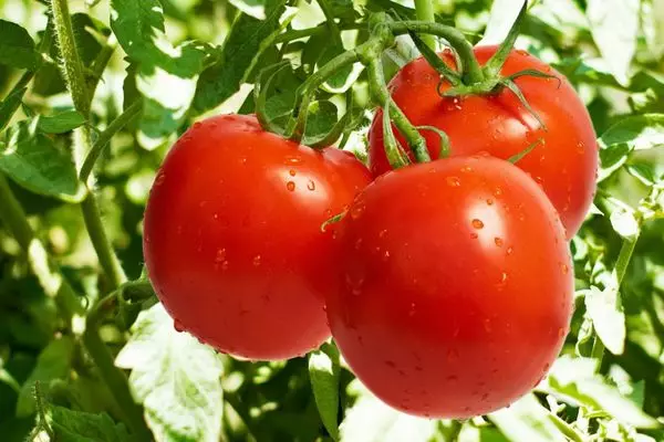 Zrele rajčice