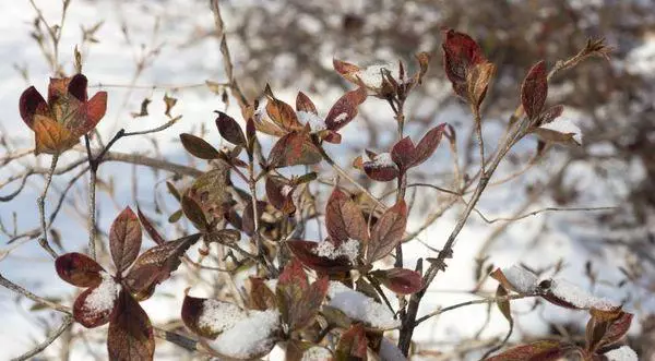 Zimovka redodendron