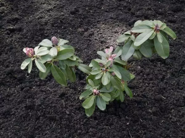 Vaxandi Rhododendron.