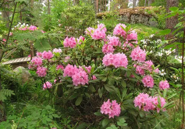 Rhododendron helsinki.