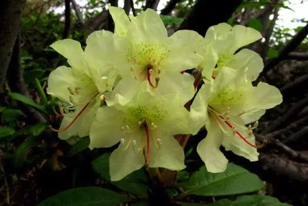 Rhododendron Cashkar