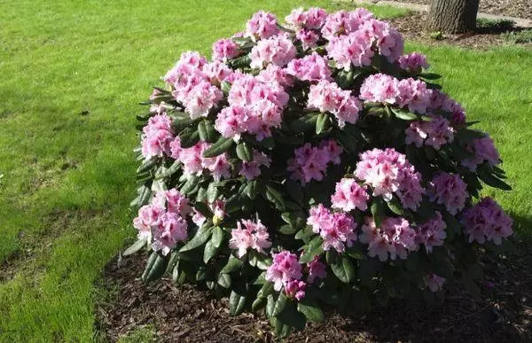 Lênêrîna Rhododendrones