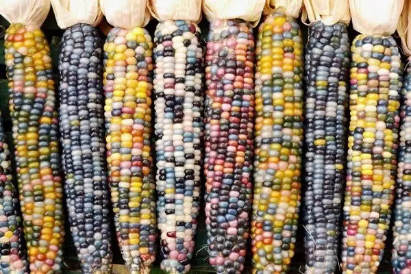 Többszínű kukorica