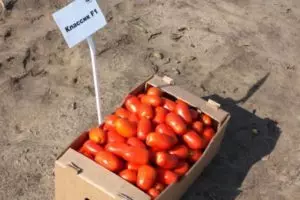 Priskribo de la tomato-klasika vario kaj ĝiaj karakterizaĵoj