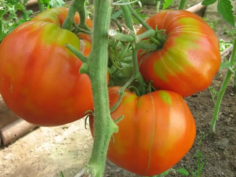 Tomato Sub tsoekere Tarmato